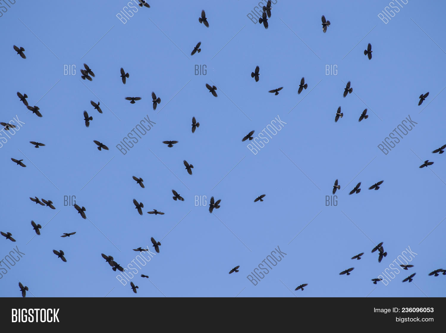 Flock Birds Blue Sky Image & Photo (Free Trial) | Bigstock