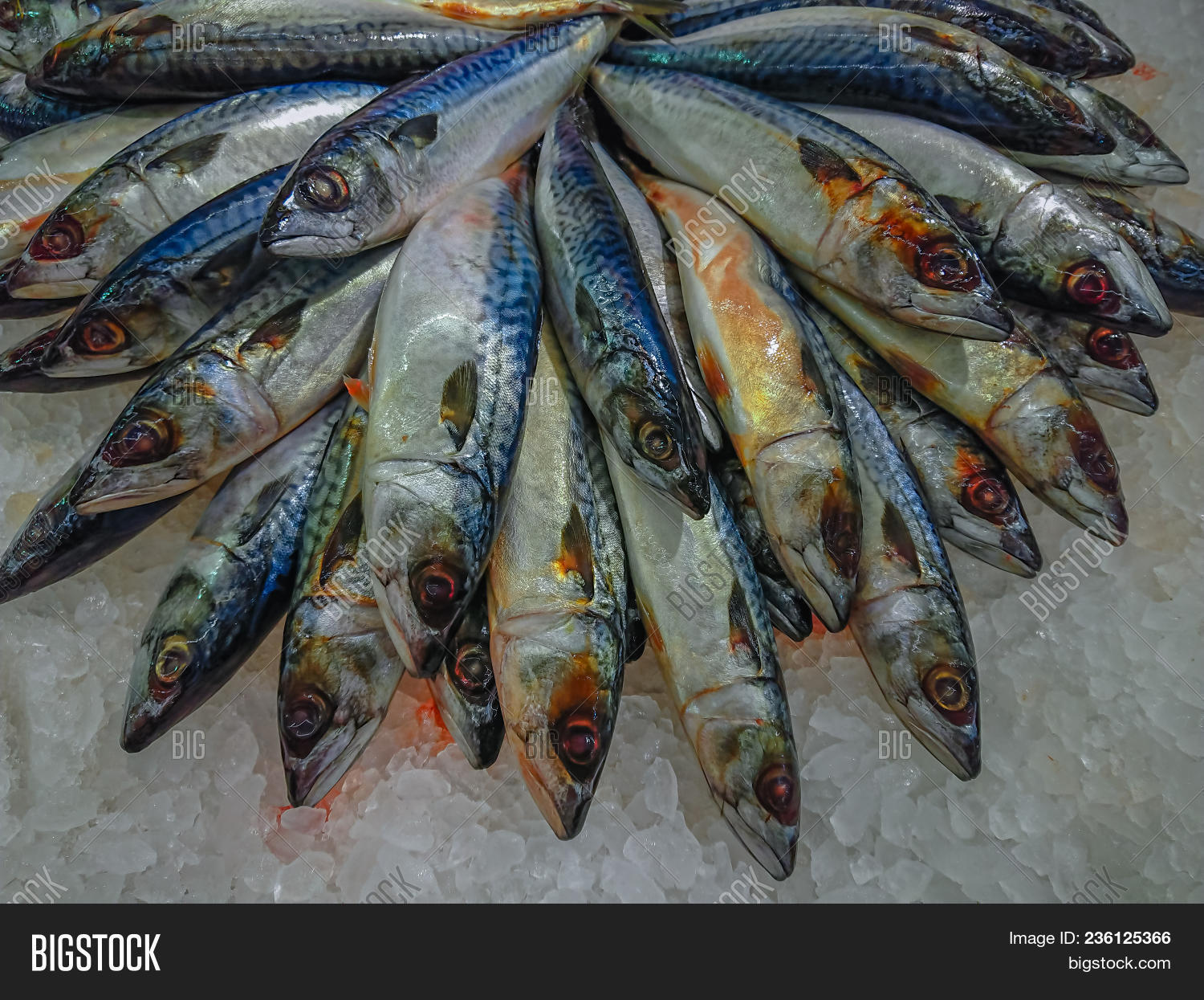 Mackarel Fresh Fish. Image & Photo (Free Trial) | Bigstock