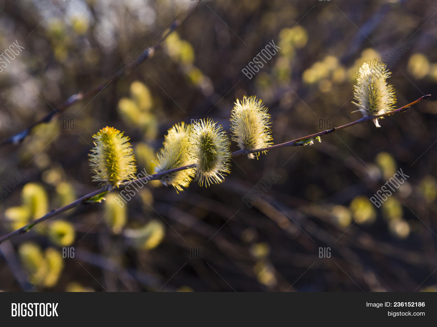 Flowering Willow Image & Photo (Free Trial) | Bigstock