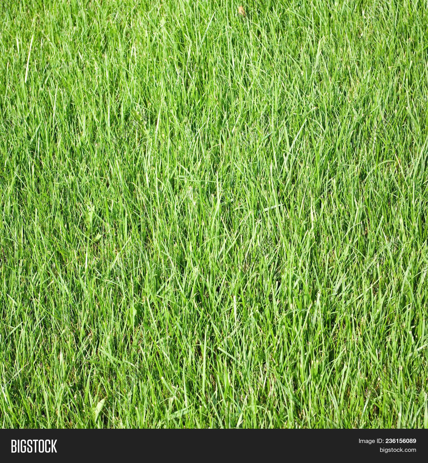 Image Grass Garden Image & Photo (Free Trial) | Bigstock