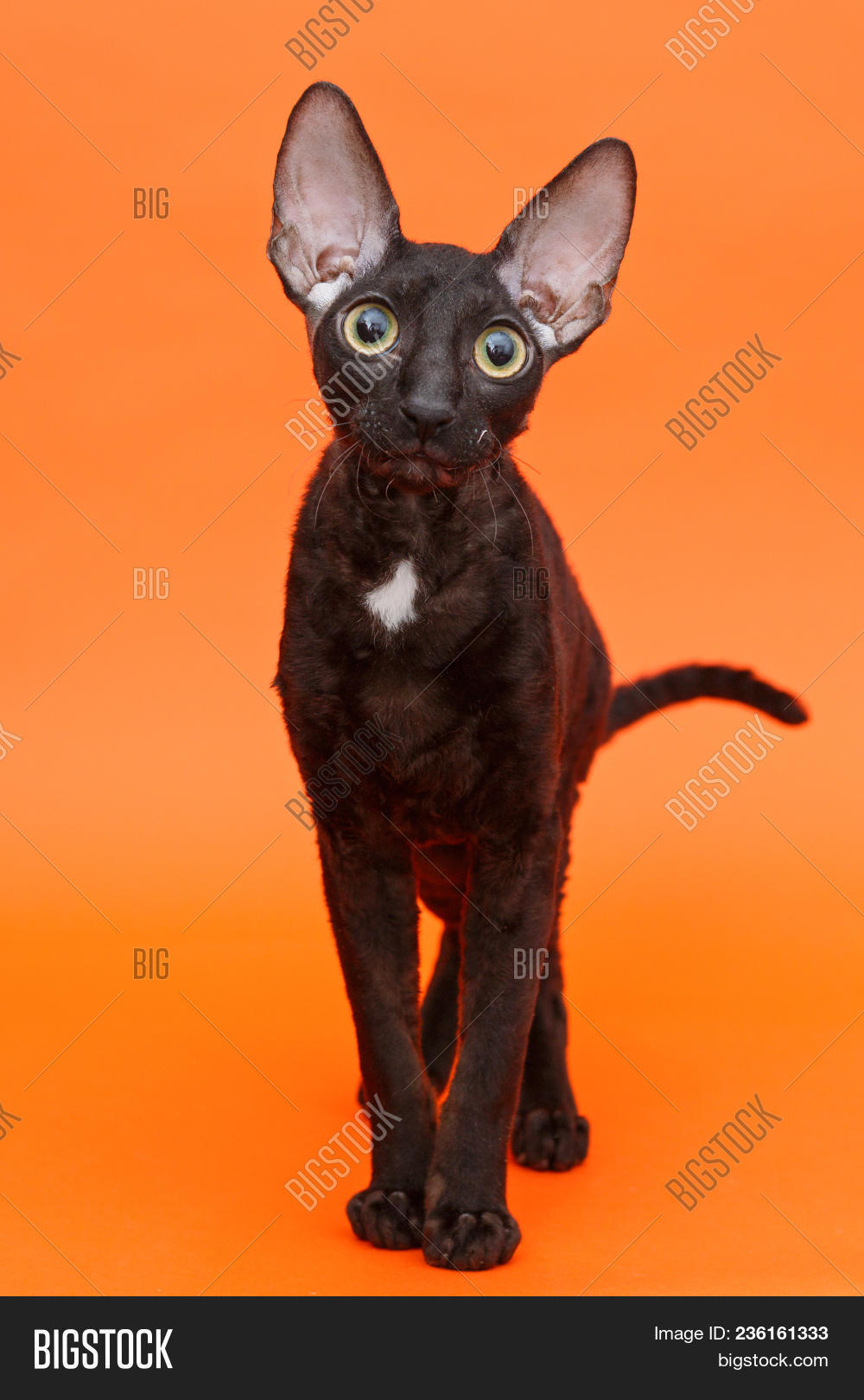 Orange Cornish Rex