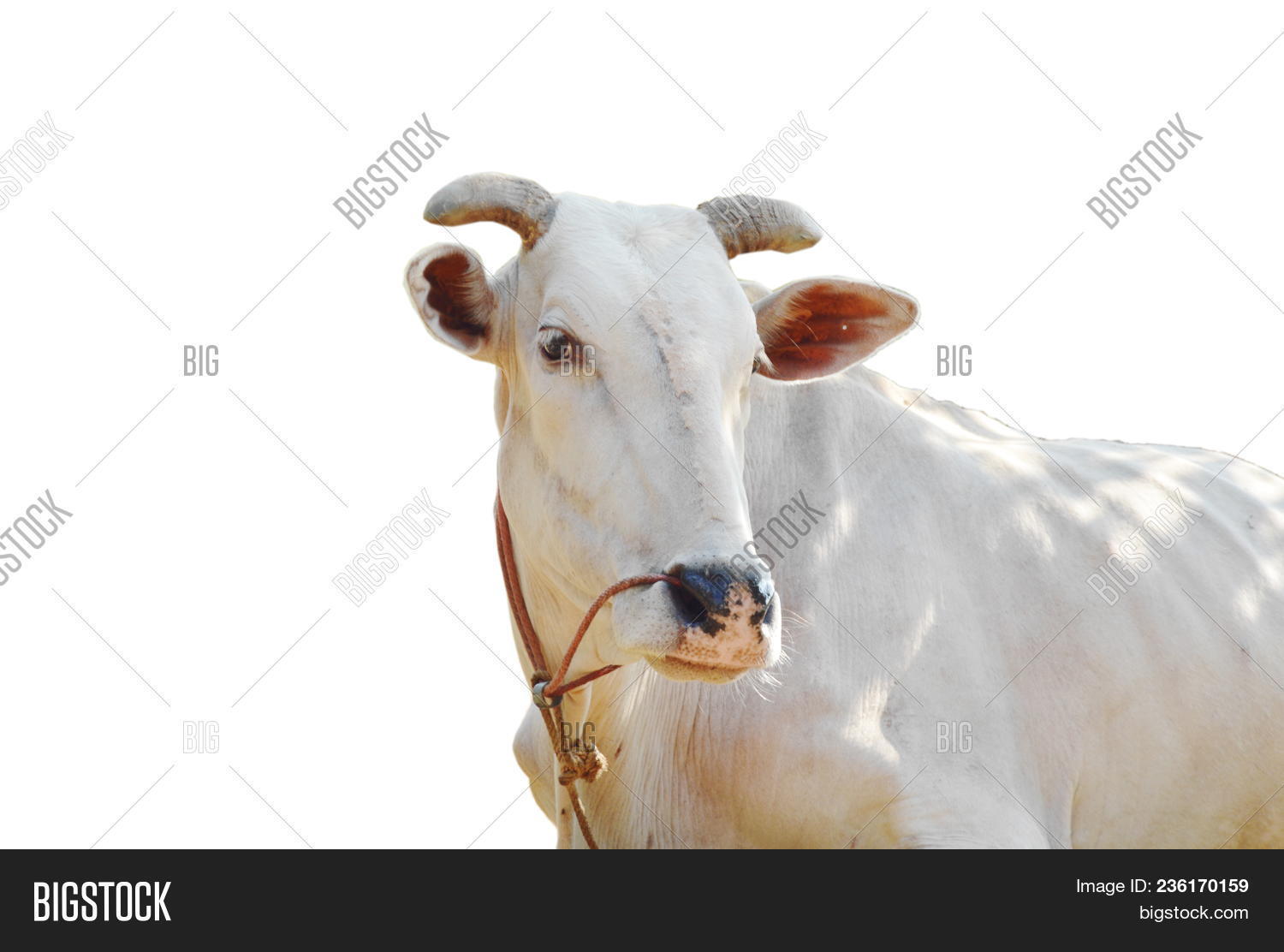 Close Brahman Cattle Image & Photo (Free Trial) | Bigstock