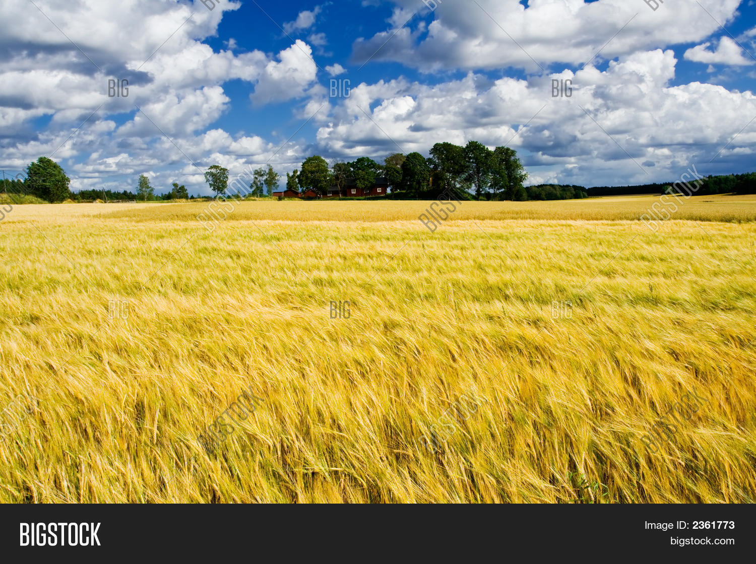 Ripe Barley Field Image & Photo (Free Trial) | Bigstock