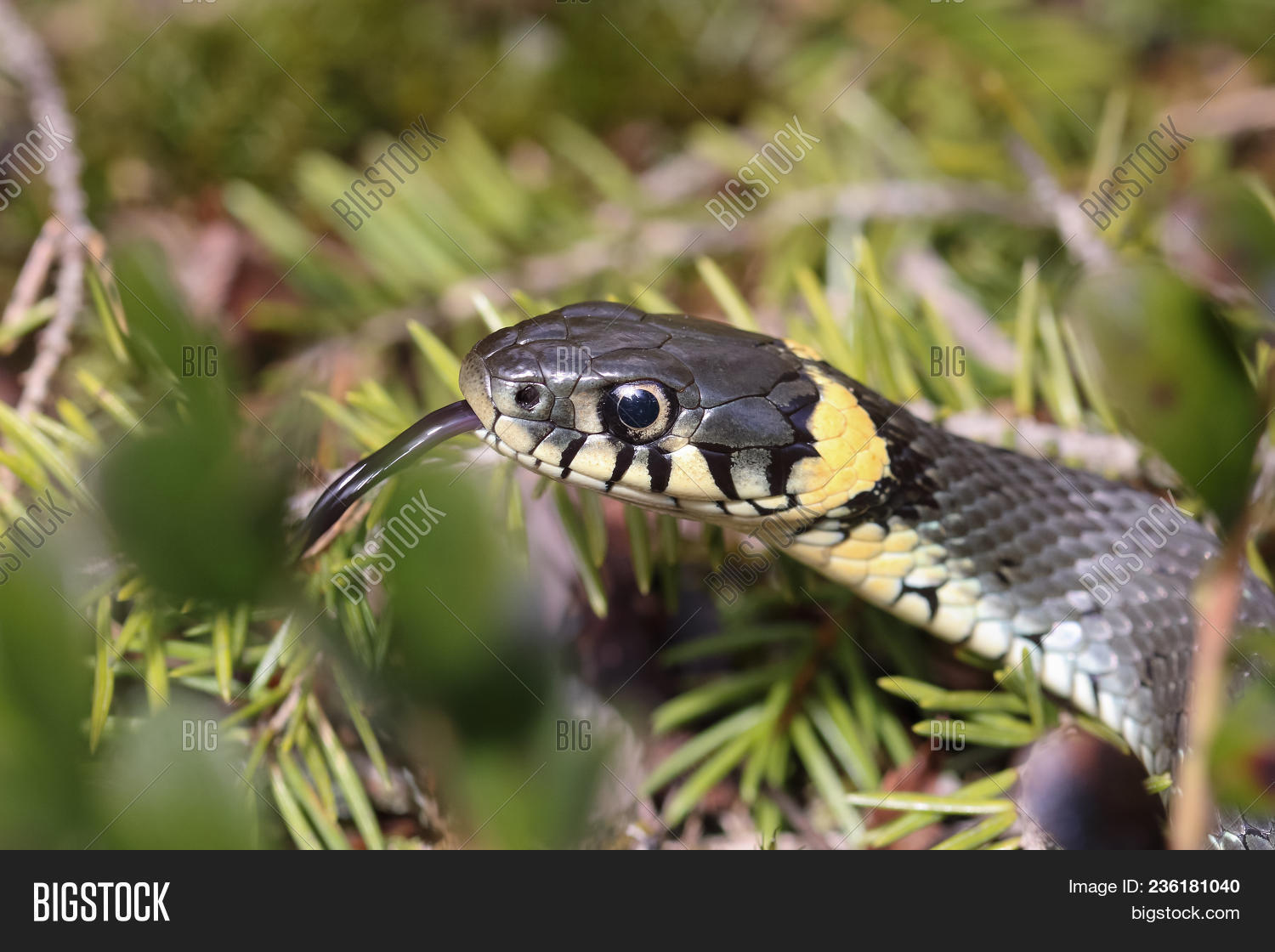Snake-like Snake On Image & Photo (Free Trial) | Bigstock