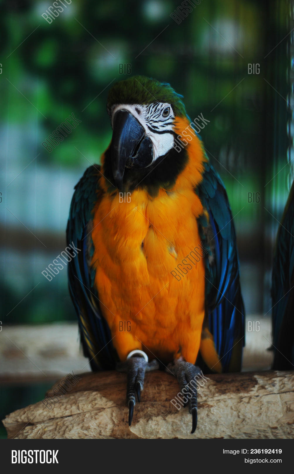 Colorful Parrot - Red Image & Photo (Free Trial) | Bigstock
