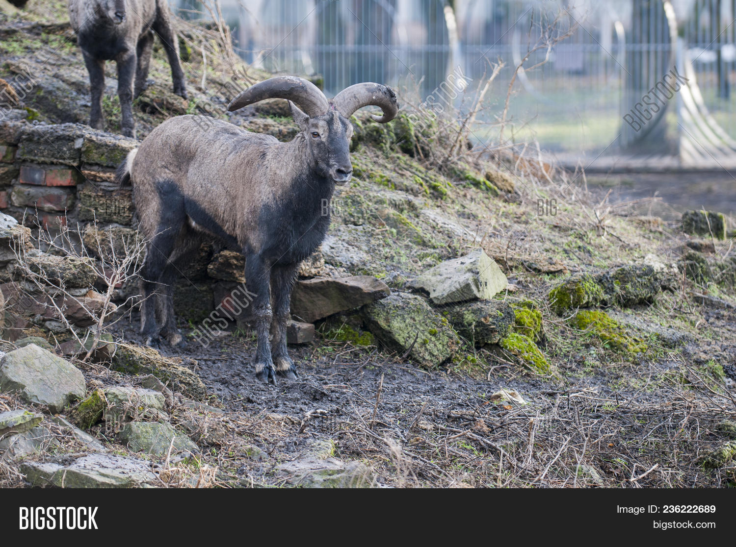 Siberian Ibex, Capra Image & Photo (Free Trial) | Bigstock