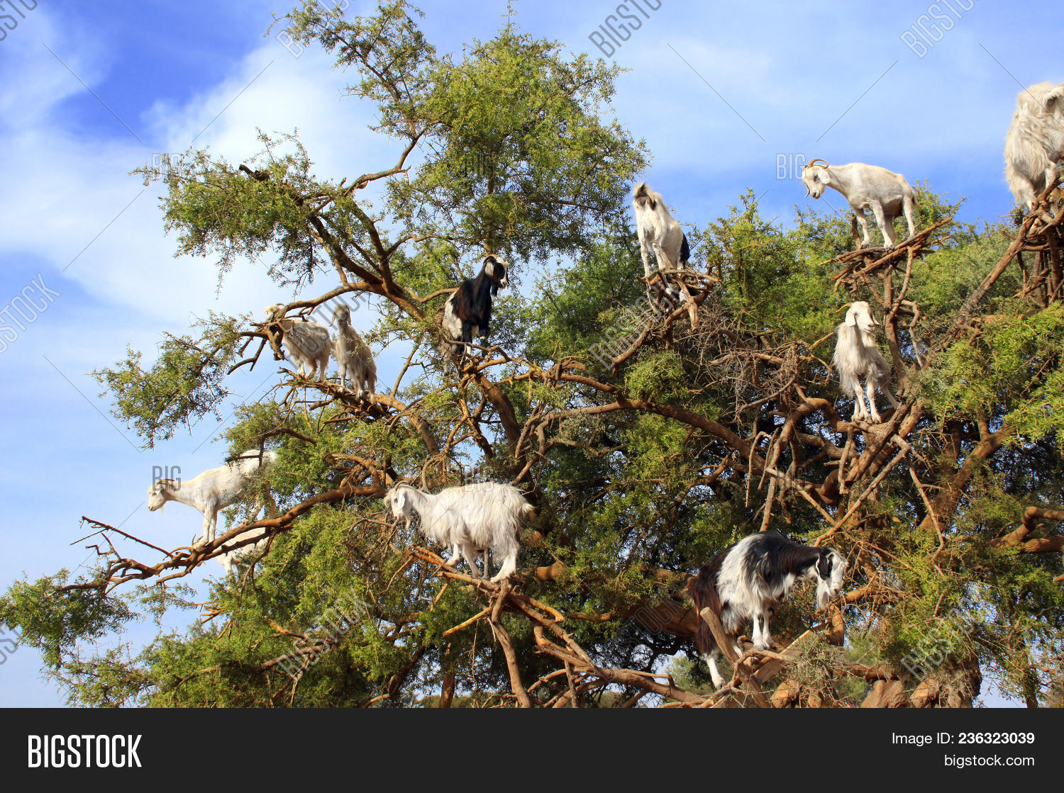 Famous Moroccan Scene Image & Photo (Free Trial) | Bigstock