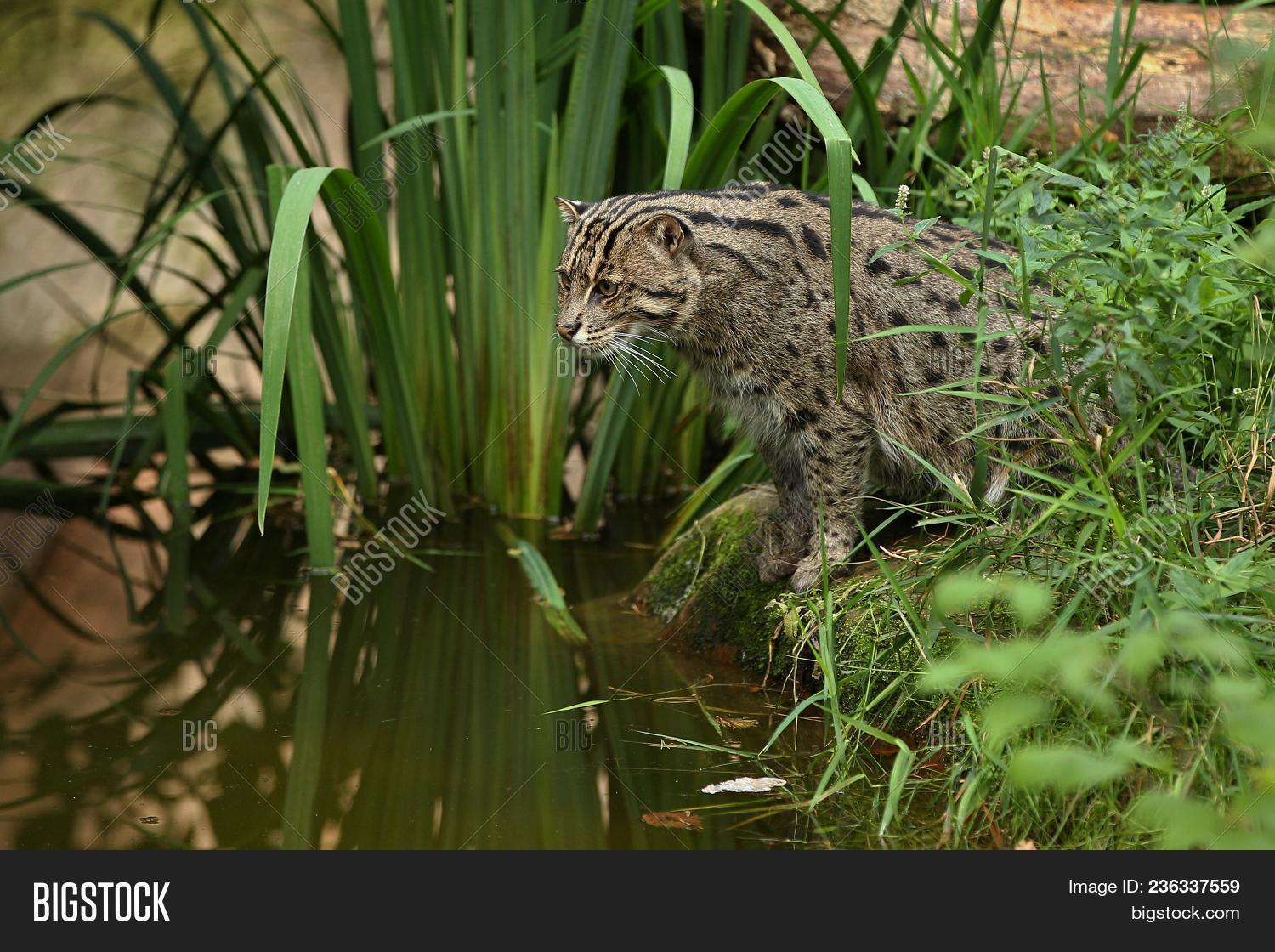 Beautiful Elusive Image & Photo (Free Trial) | Bigstock