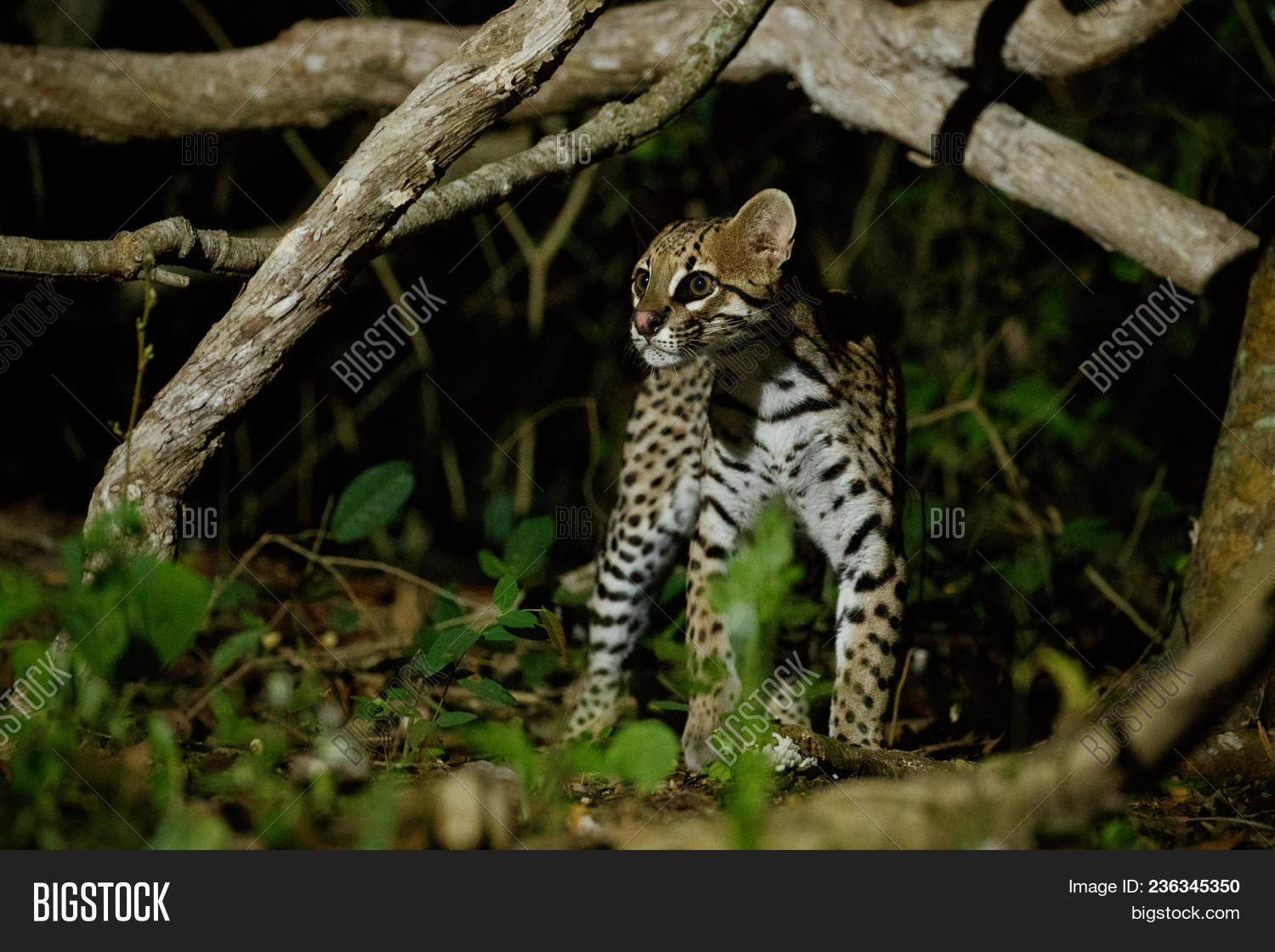Very Rare Ocelot Night Image & Photo (Free Trial) | Bigstock