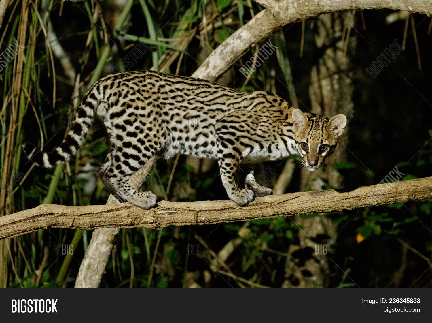 Very Rare Ocelot Night Image & Photo (Free Trial) | Bigstock