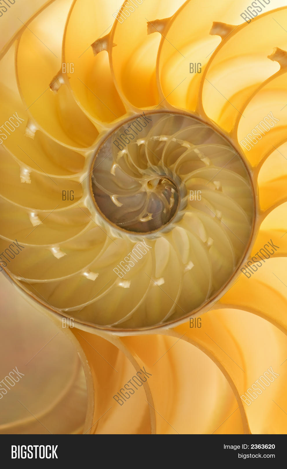 Nautilus Shell Image & Photo (Free Trial) | Bigstock