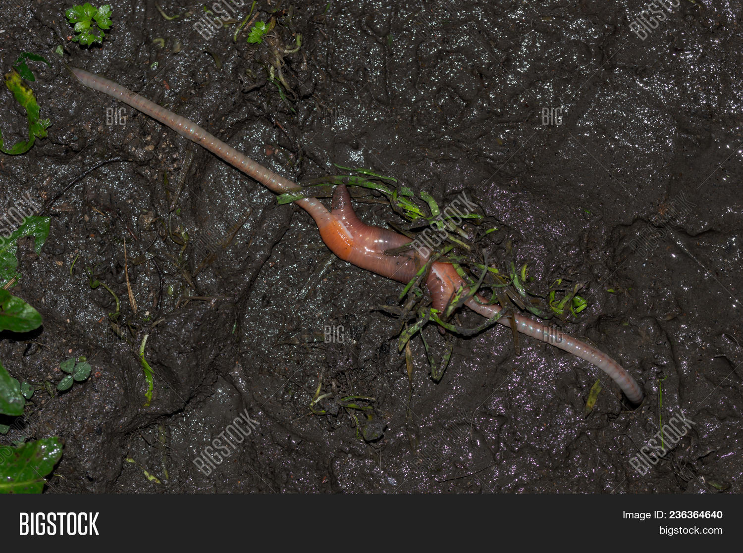 Earthworms Mating On Image & Photo (Free Trial) | Bigstock