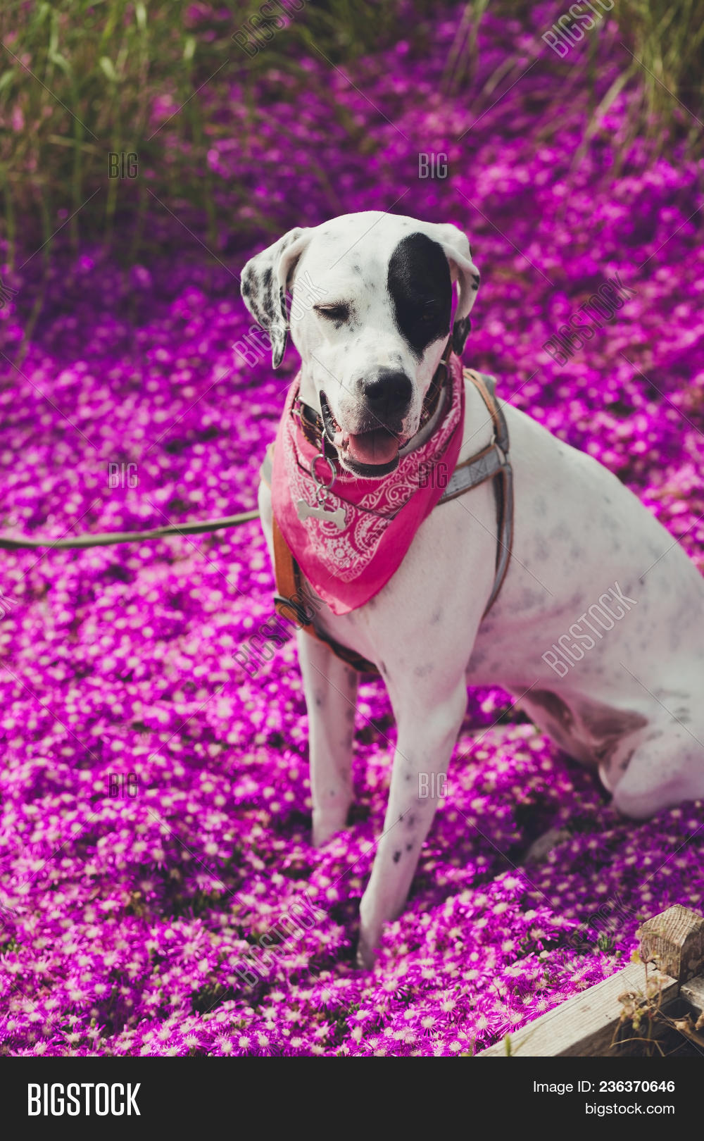 English Pointer Mix Image & Photo (Free Trial) | Bigstock