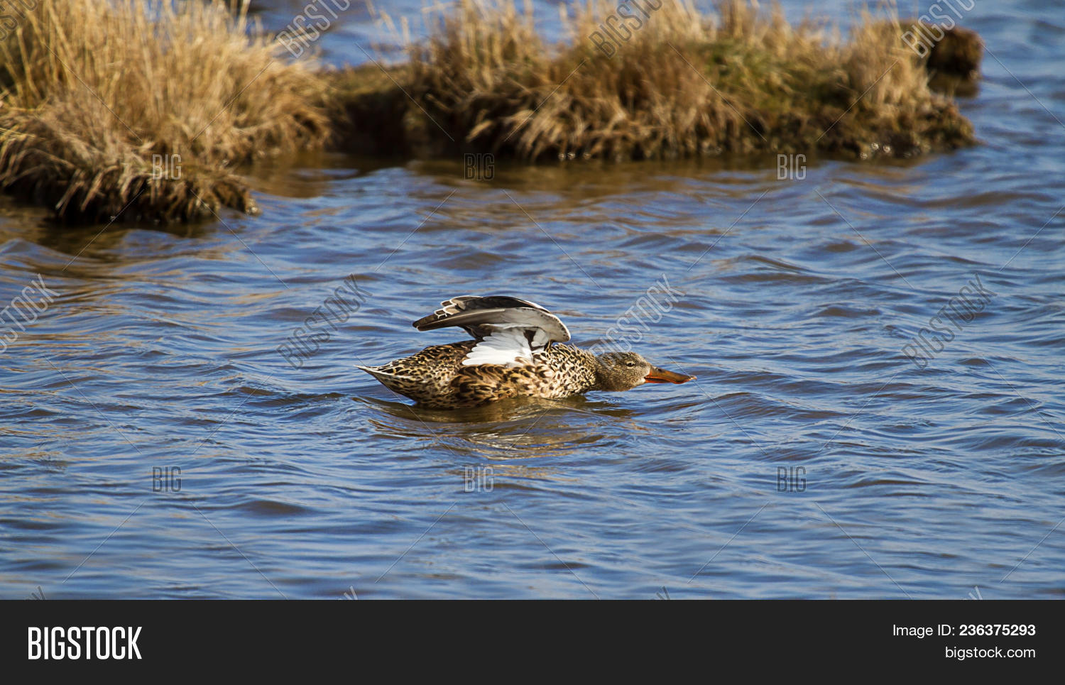 Photo Female Shoveler Image & Photo (Free Trial) | Bigstock