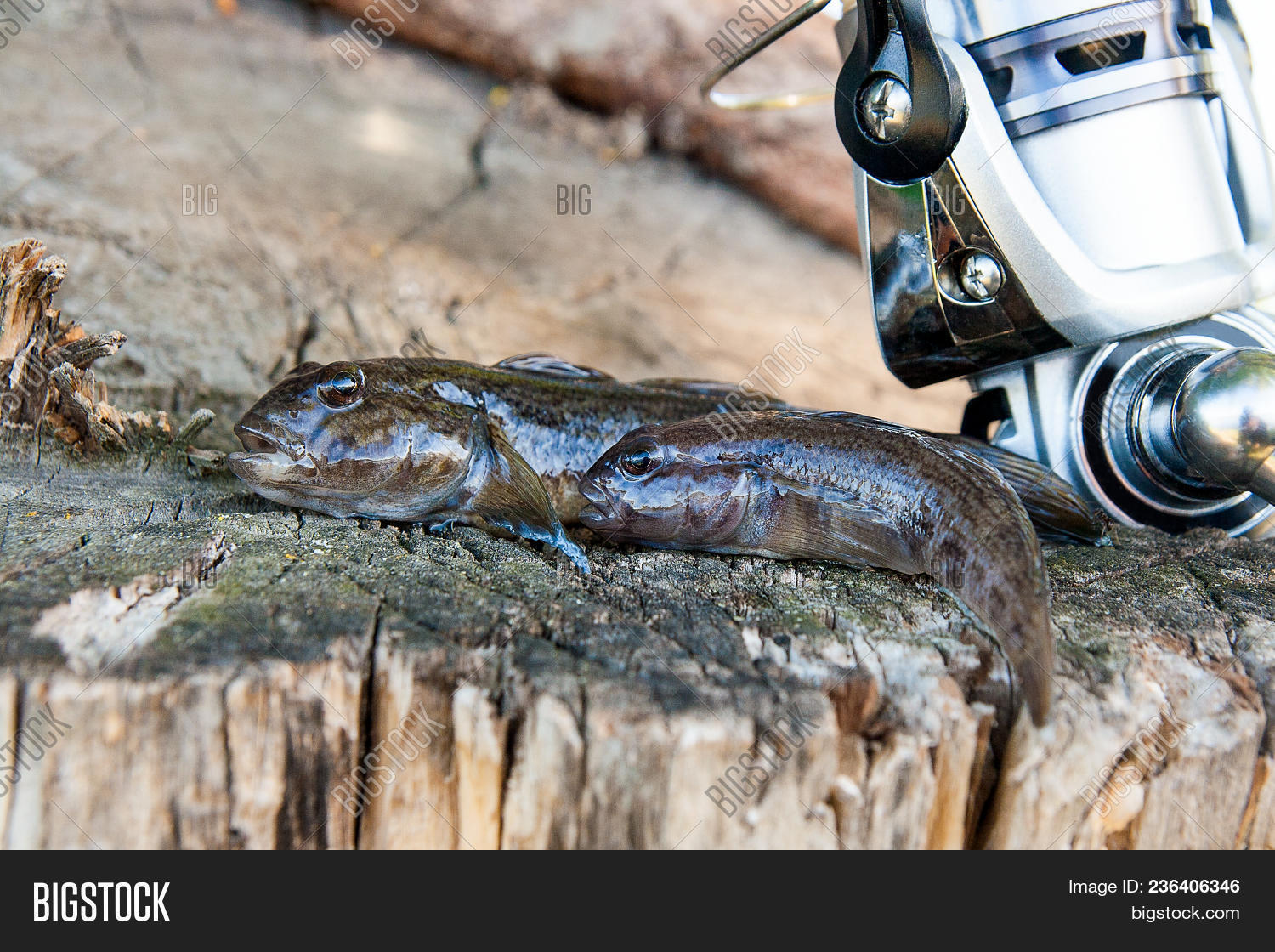 Two Freshwater Image & Photo (Free Trial) | Bigstock