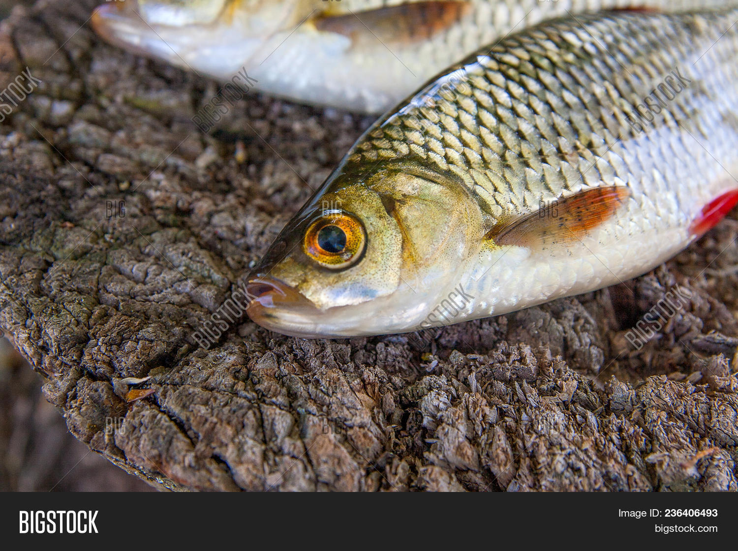 View Two Common Rudd Image & Photo (Free Trial) | Bigstock