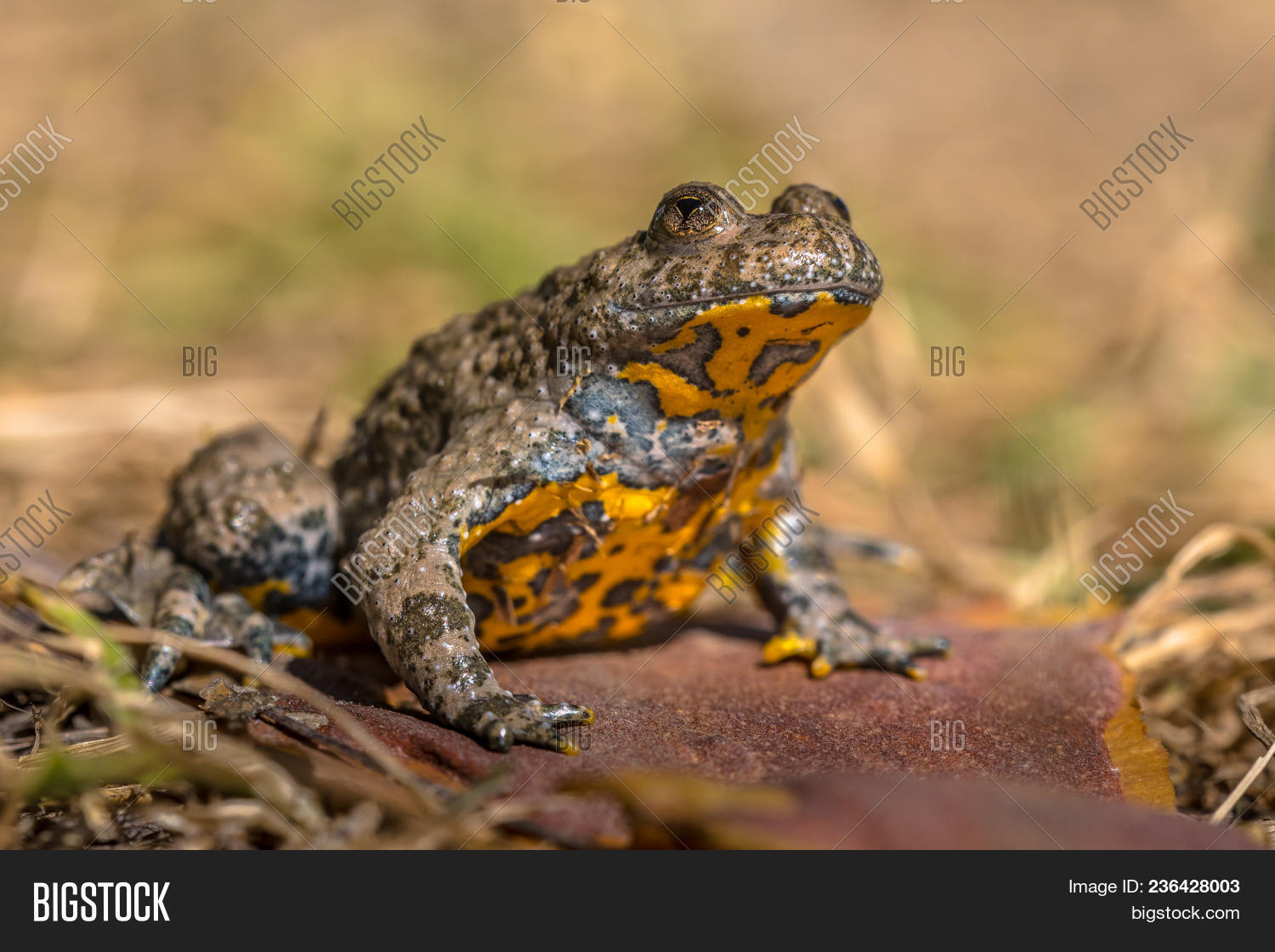 Yellow-bellied Toad ( Image & Photo (Free Trial) | Bigstock