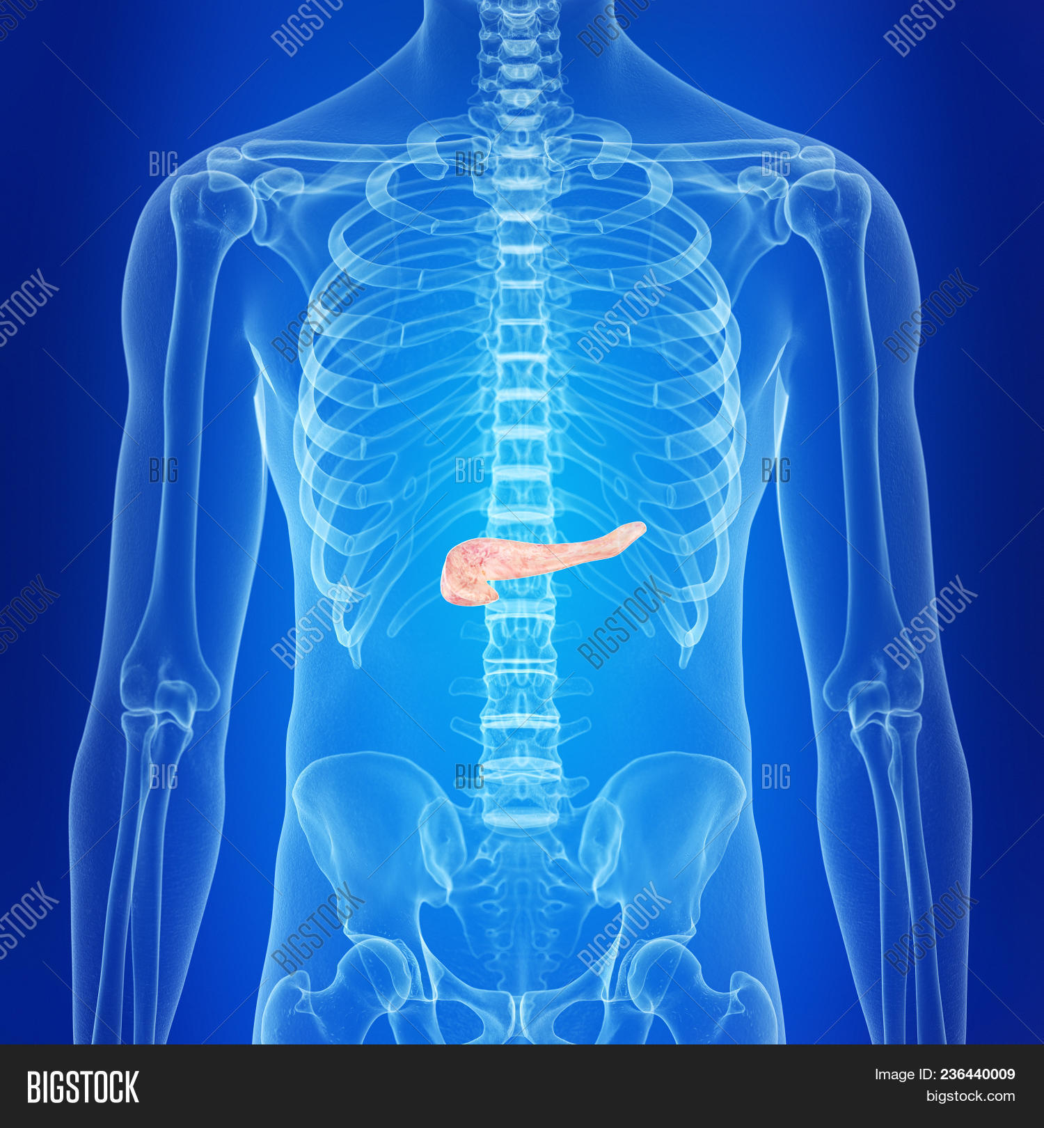 3d Rendered Medically Image & Photo (Free Trial) | Bigstock