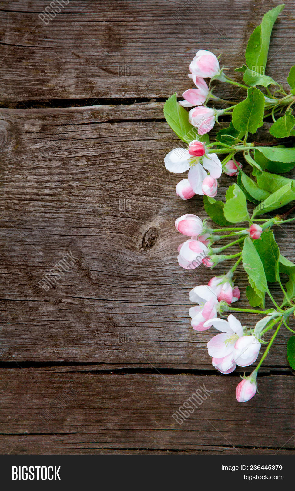 Beautiful Spring Image & Photo (Free Trial) | Bigstock