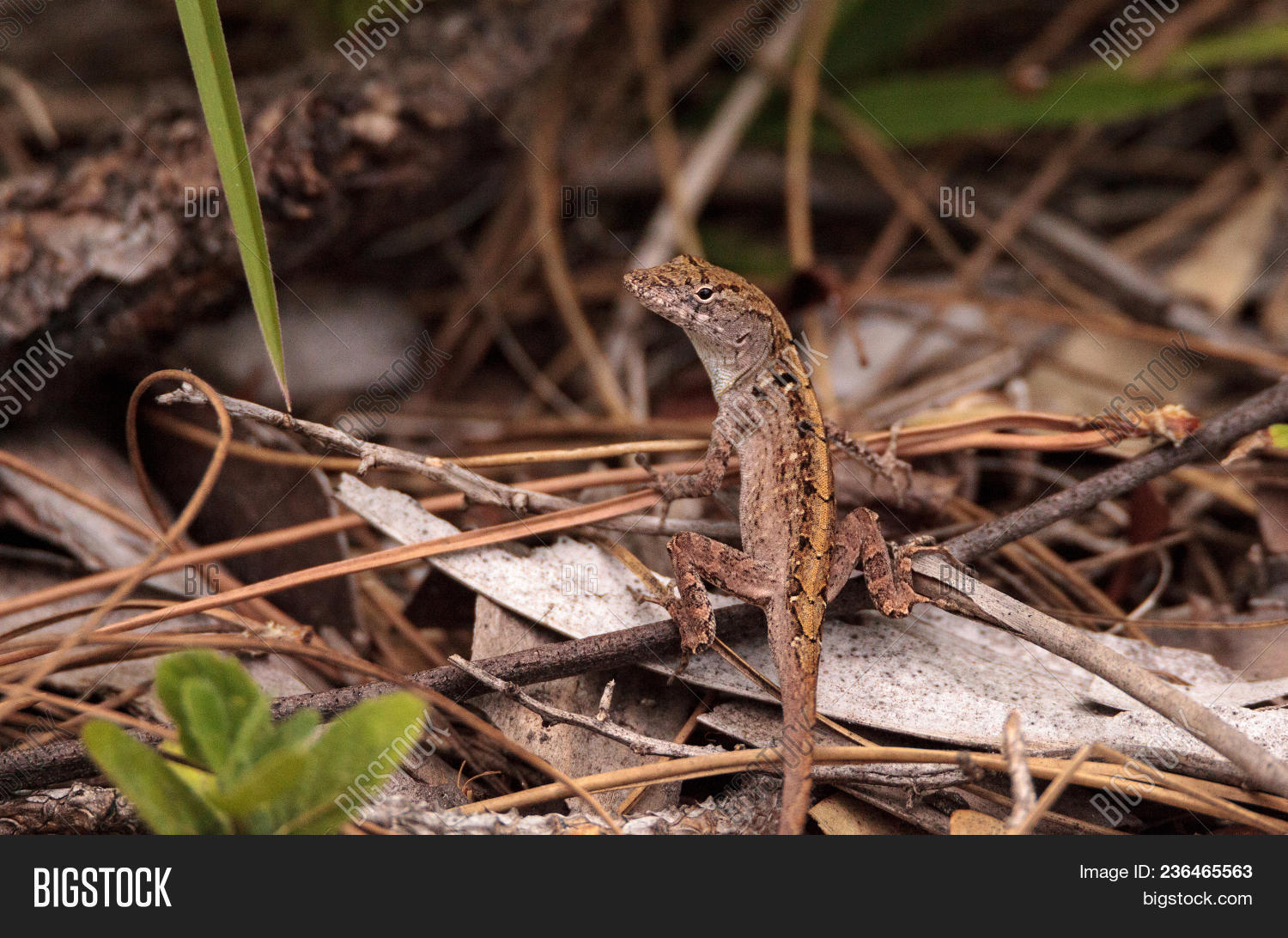 Brown Anole Lizard Image & Photo (Free Trial) | Bigstock
