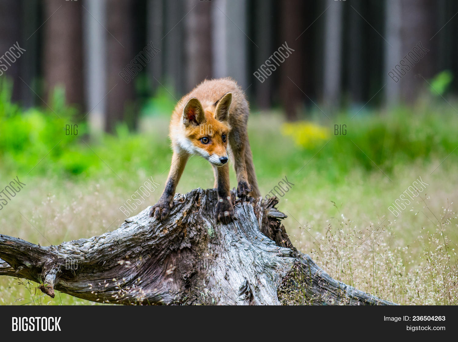 Fox Green Forest. Cute Image & Photo (Free Trial) | Bigstock