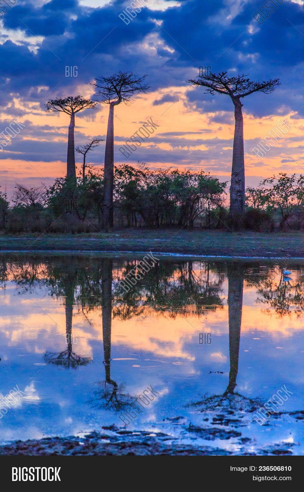 Beautiful Baobab Trees Image & Photo (Free Trial) | Bigstock