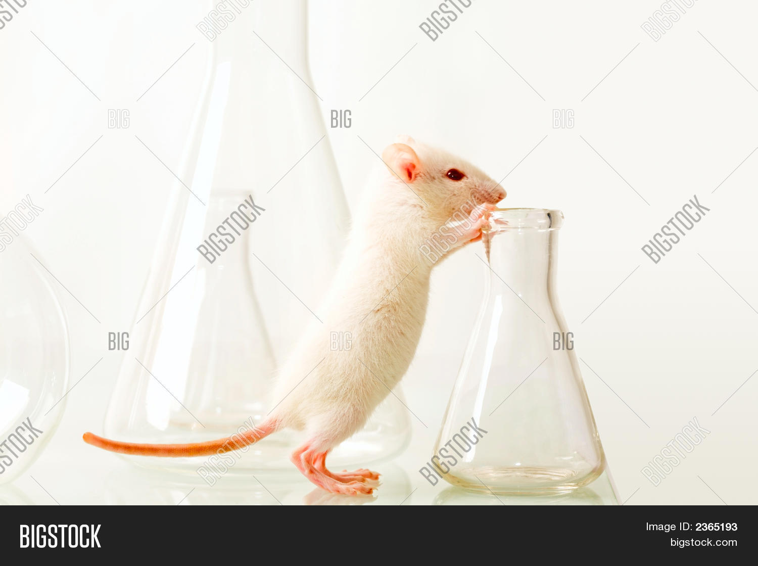 Mouse Image & Photo (Free Trial) | Bigstock