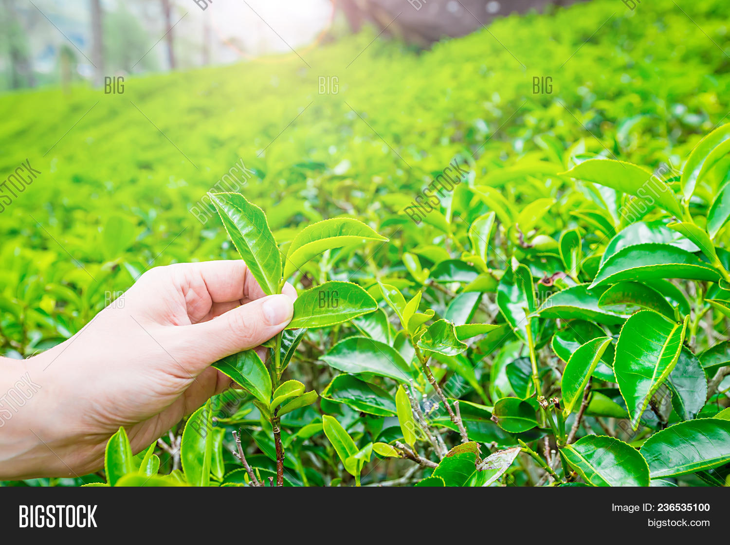 Hand Picking Green Tea Image & Photo (Free Trial) | Bigstock