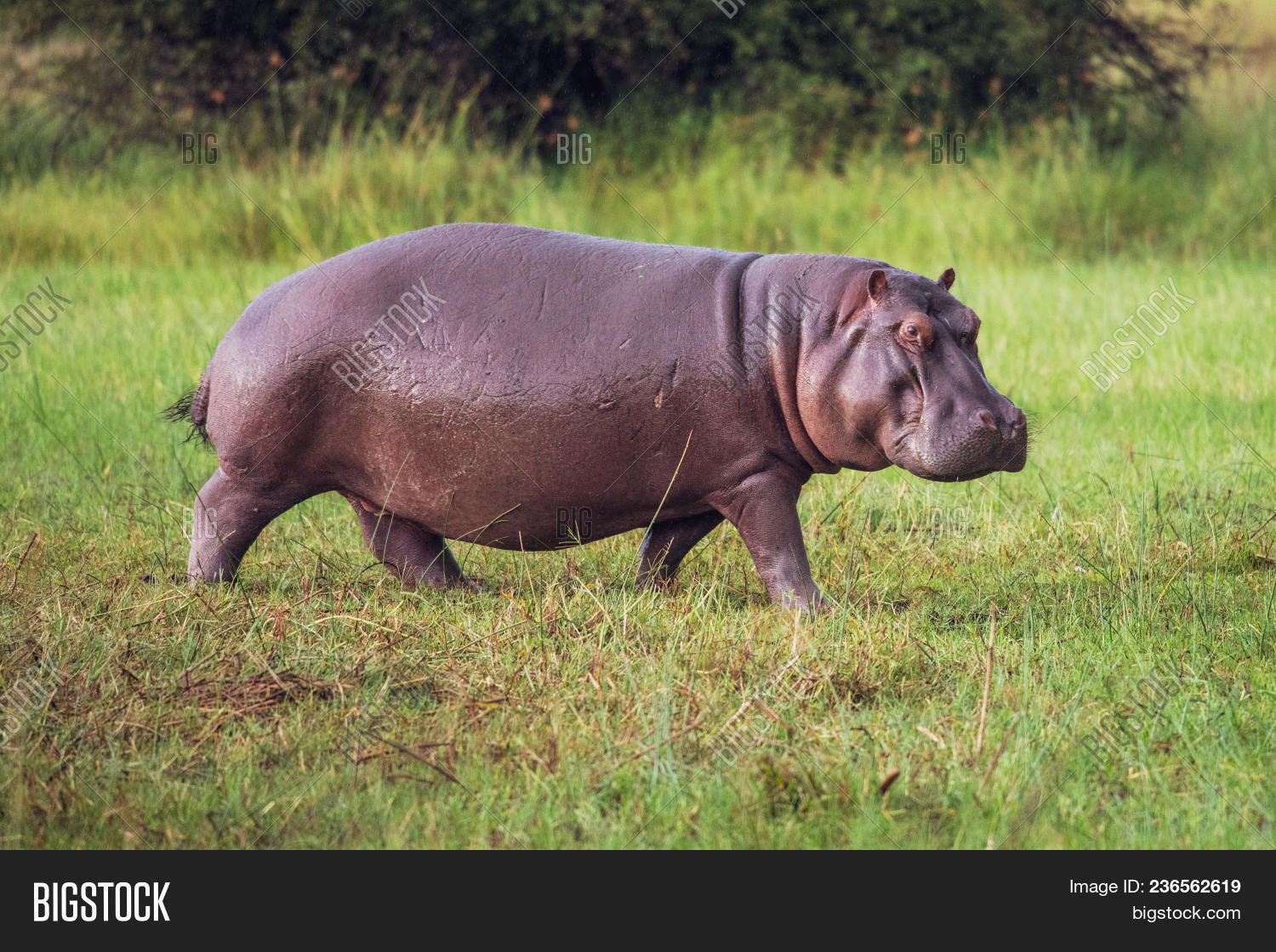 Hippo On Run On Land Image & Photo (Free Trial) | Bigstock