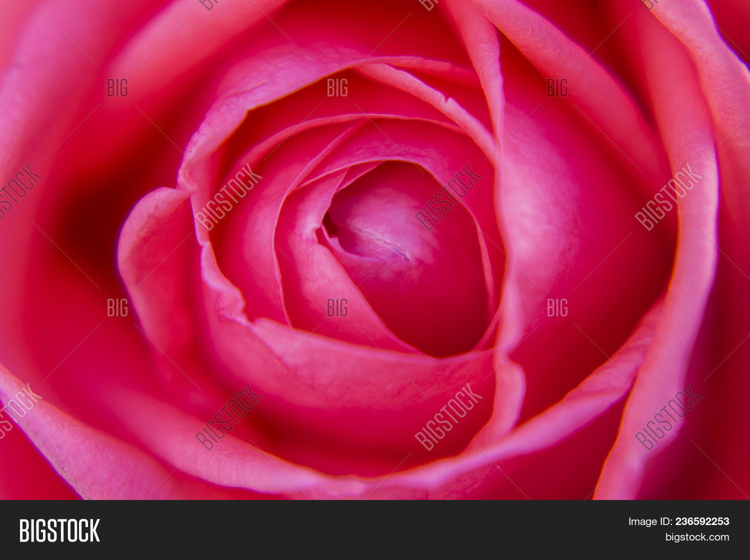 Macro Photography Rose Image & Photo (Free Trial) | Bigstock