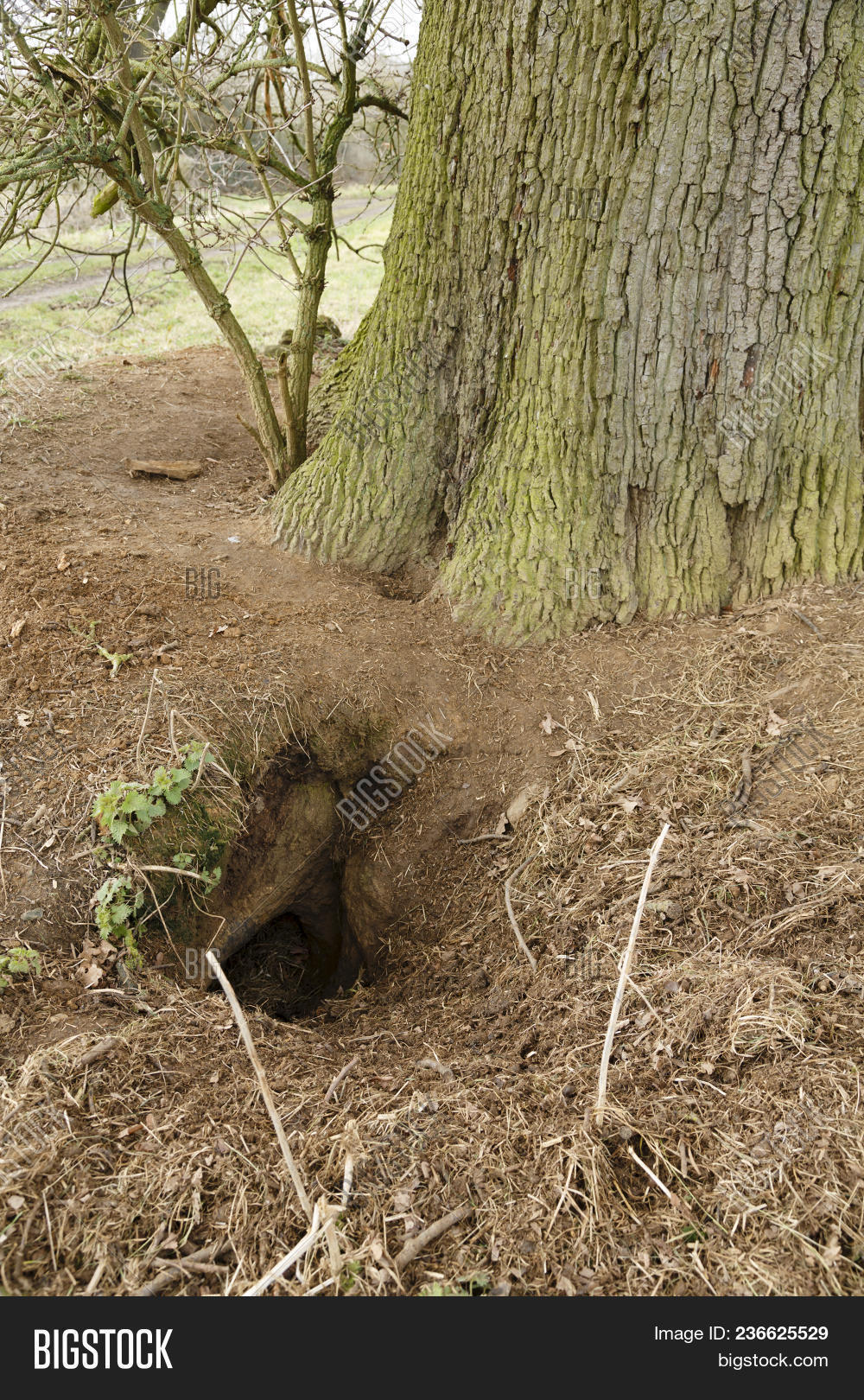Entrance Badger Hole Image & Photo (Free Trial) | Bigstock