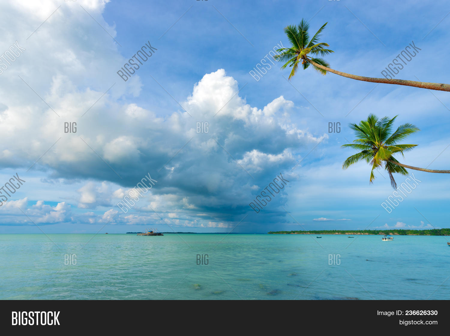 Bending Coconut Trees Image & Photo (Free Trial) | Bigstock
