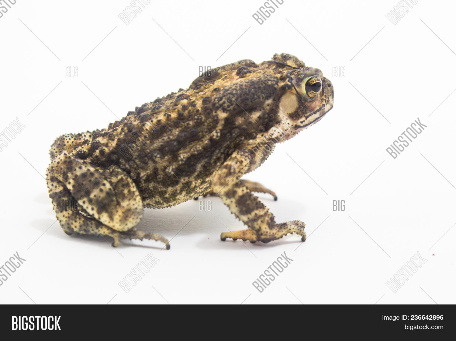 Toad Amphibian White Image & Photo (Free Trial) | Bigstock