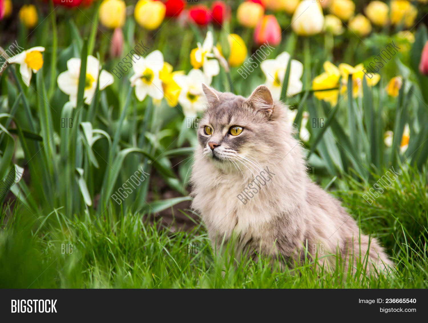 Street Cat Spring Image & Photo (Free Trial) | Bigstock