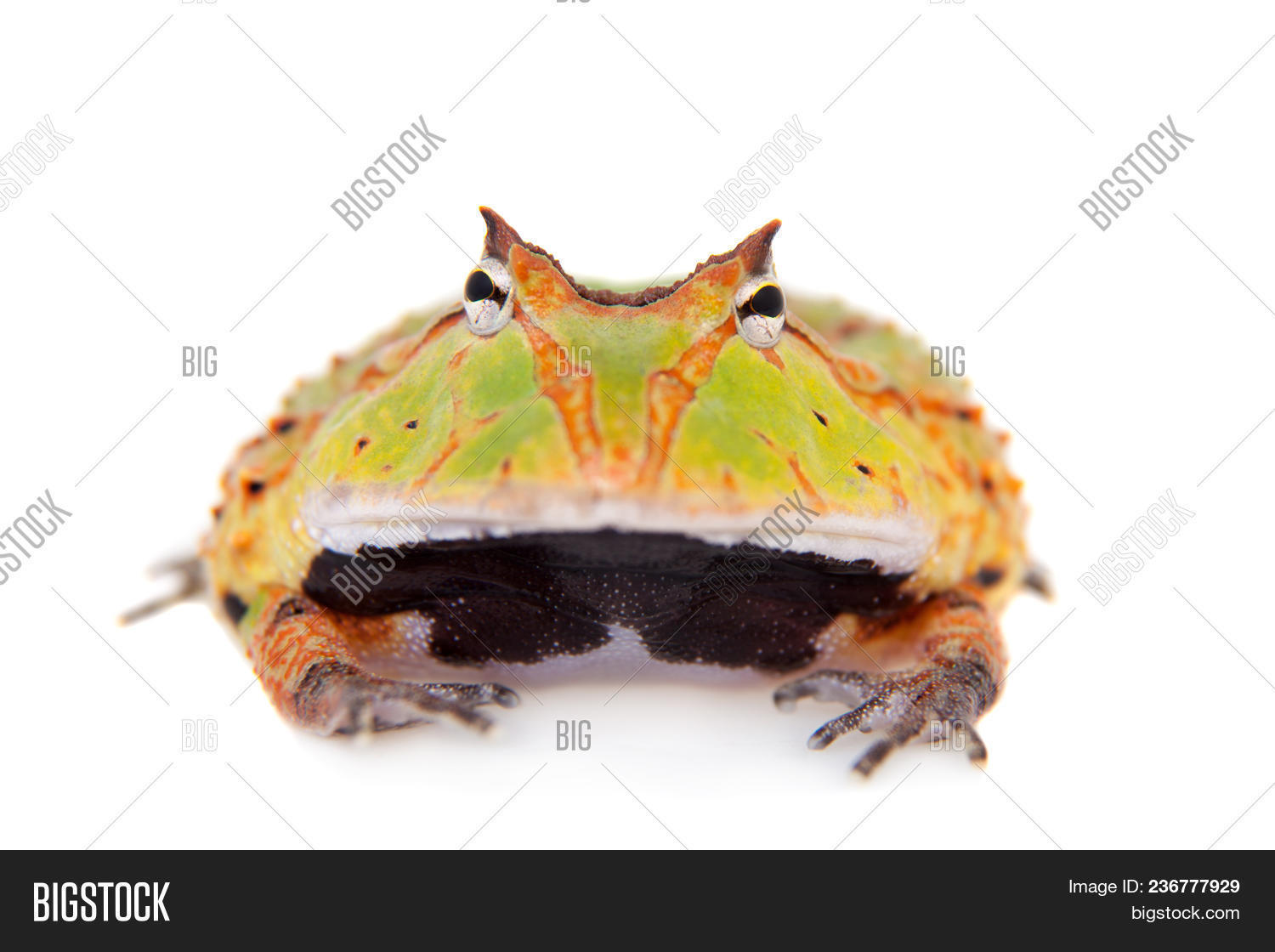 Surinam Horned Frog, Image & Photo (Free Trial) | Bigstock