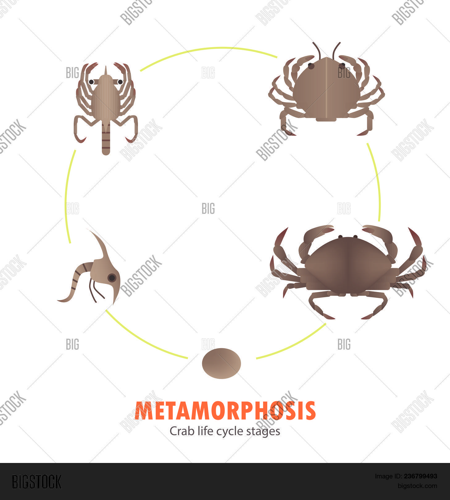 Crab Life Cycle Vector & Photo (Free Trial) | Bigstock