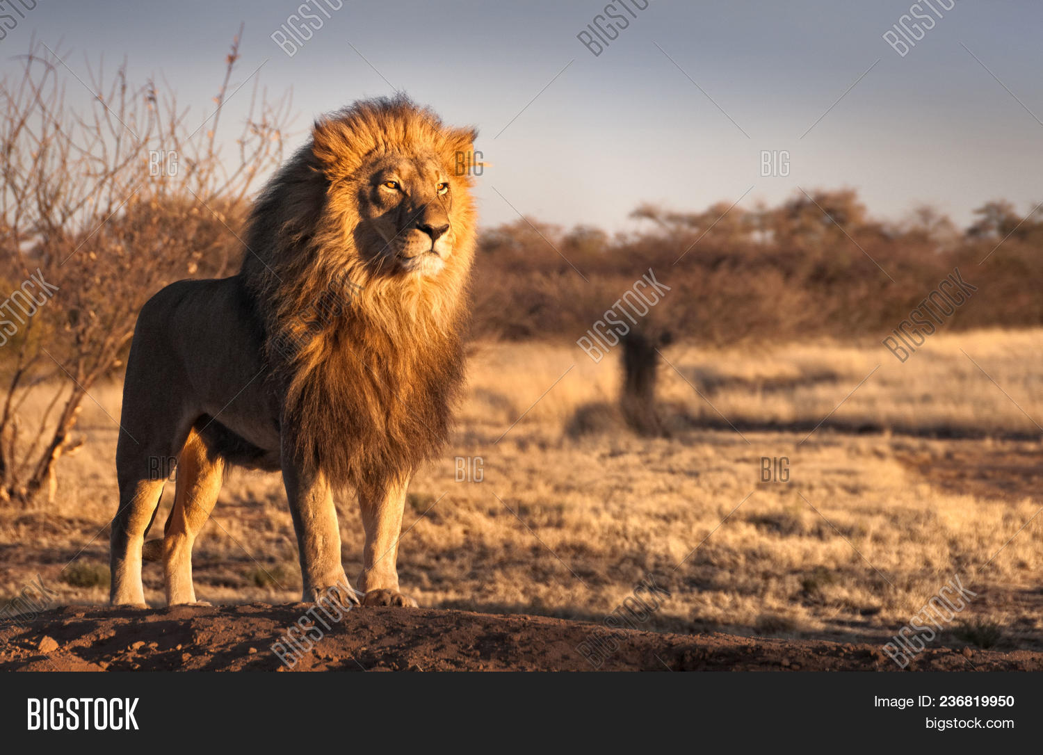 Single Lion Standing Image & Photo (Free Trial) | Bigstock