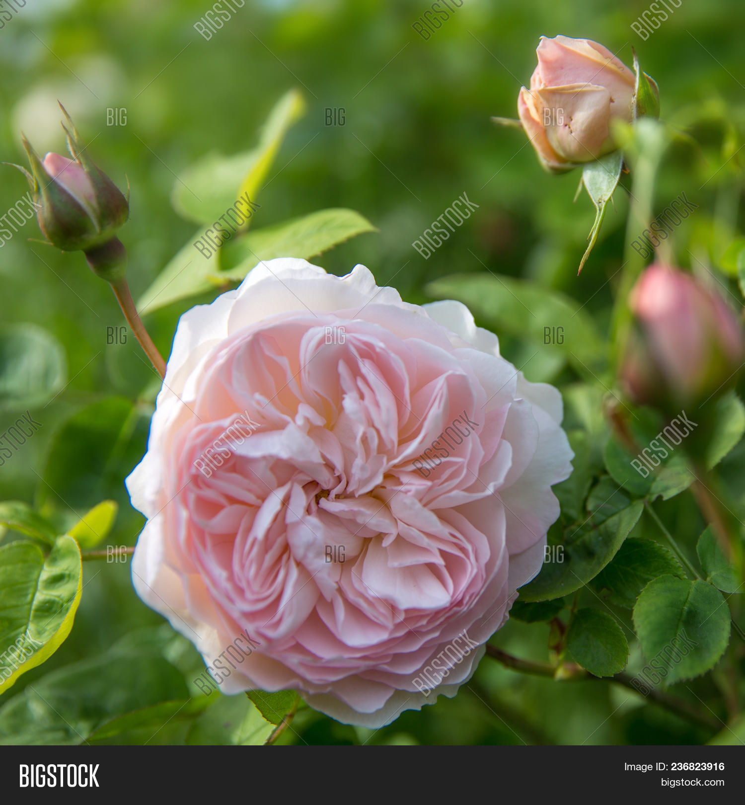 Blooming English Rose Image & Photo (Free Trial) | Bigstock