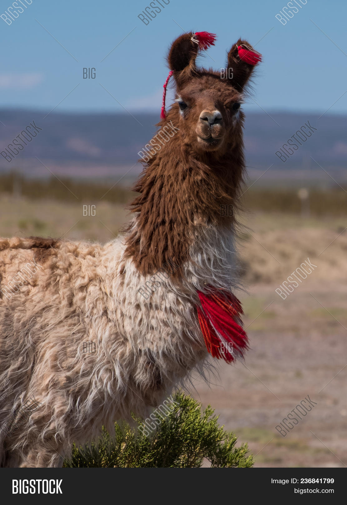 Decorated Llama (Lama Image & Photo (Free Trial) | Bigstock