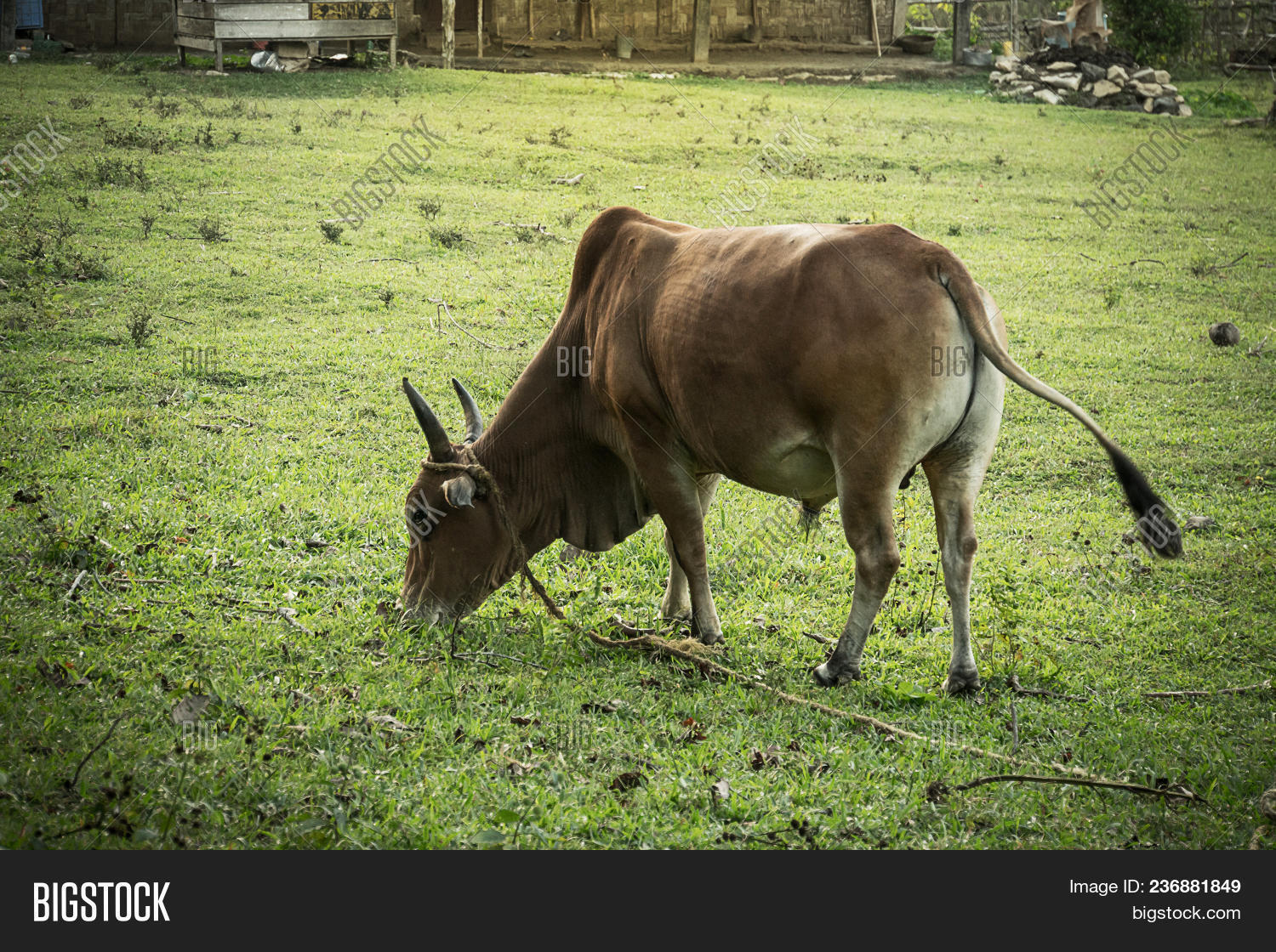 Brazilian Beef Cattle Image & Photo (Free Trial) | Bigstock