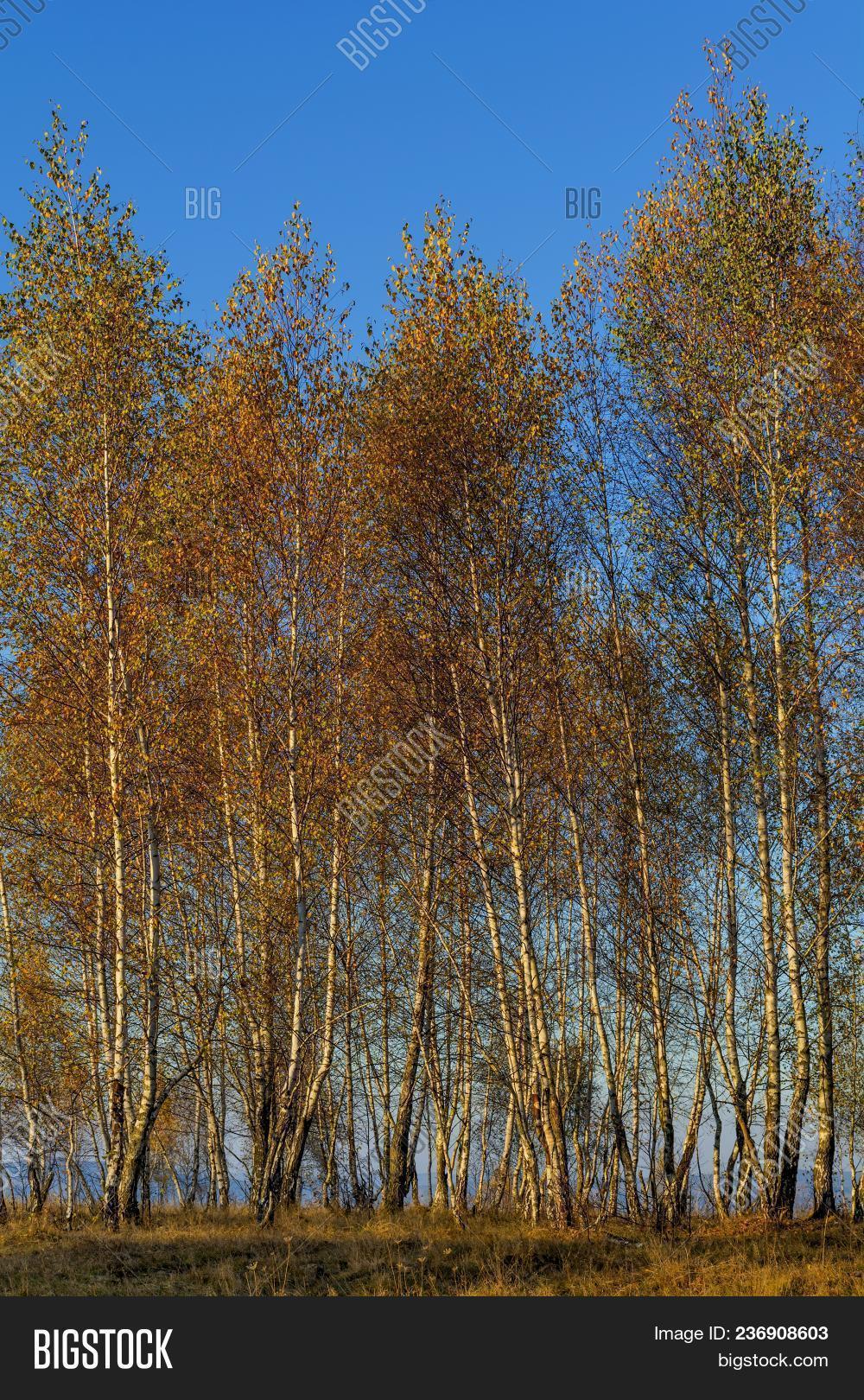 Forest Birch Trees Image & Photo (Free Trial) | Bigstock