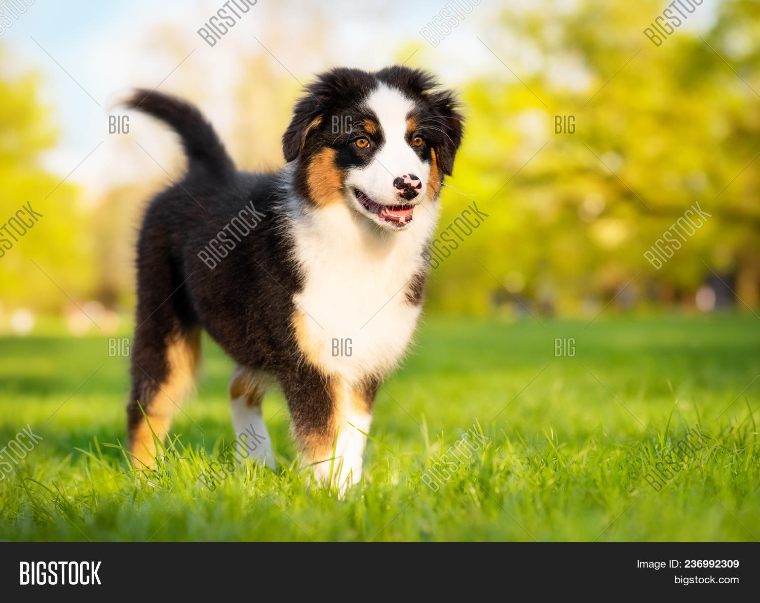 Happy Aussie Dog Image & Photo (Free Trial) | Bigstock