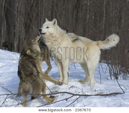 Gray Wolf-Alpha Female Image & Photo (Free Trial) | Bigstock