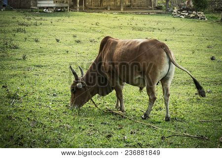Brazilian Beef Cattle Image & Photo (Free Trial) | Bigstock