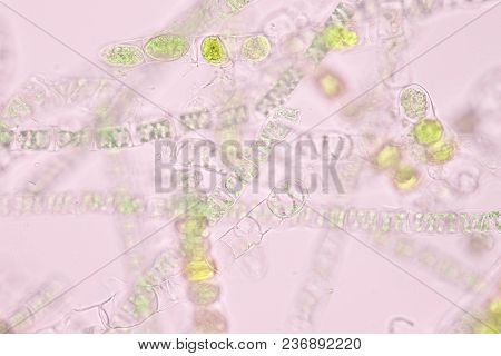 Filamentous Algae Image & Photo (Free Trial) | Bigstock