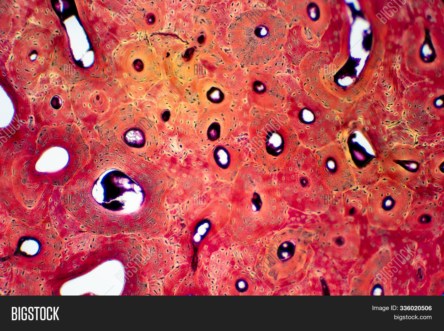 Histology Human Image & Photo (Free Trial) | Bigstock