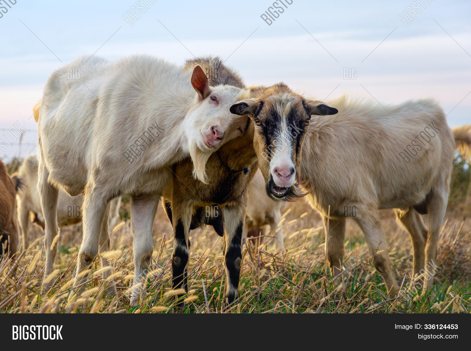 Close Goats Nature. Image & Photo (Free Trial) | Bigstock