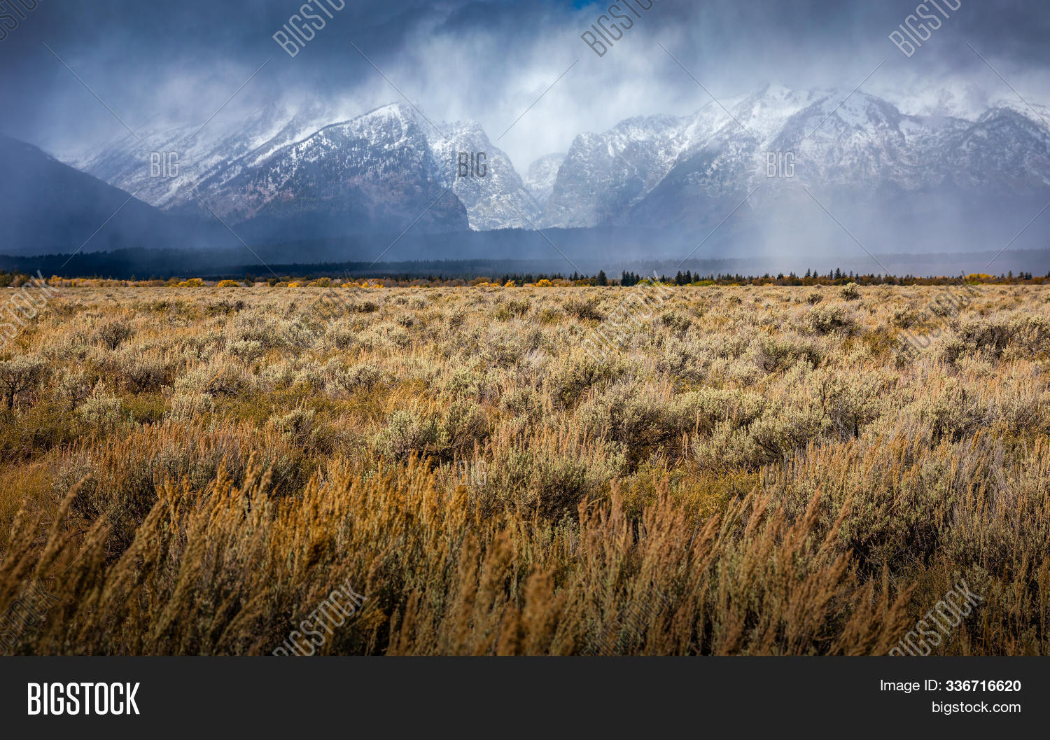 Dry Grass Field Background