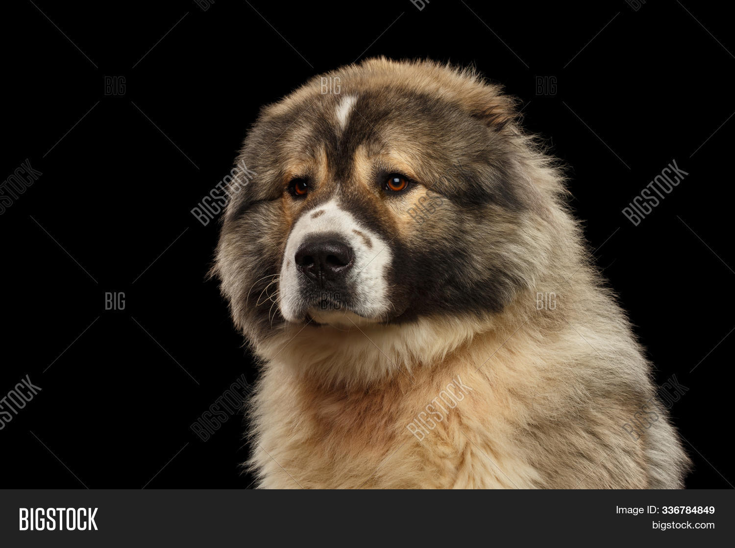 Black Caucasian Ovcharka