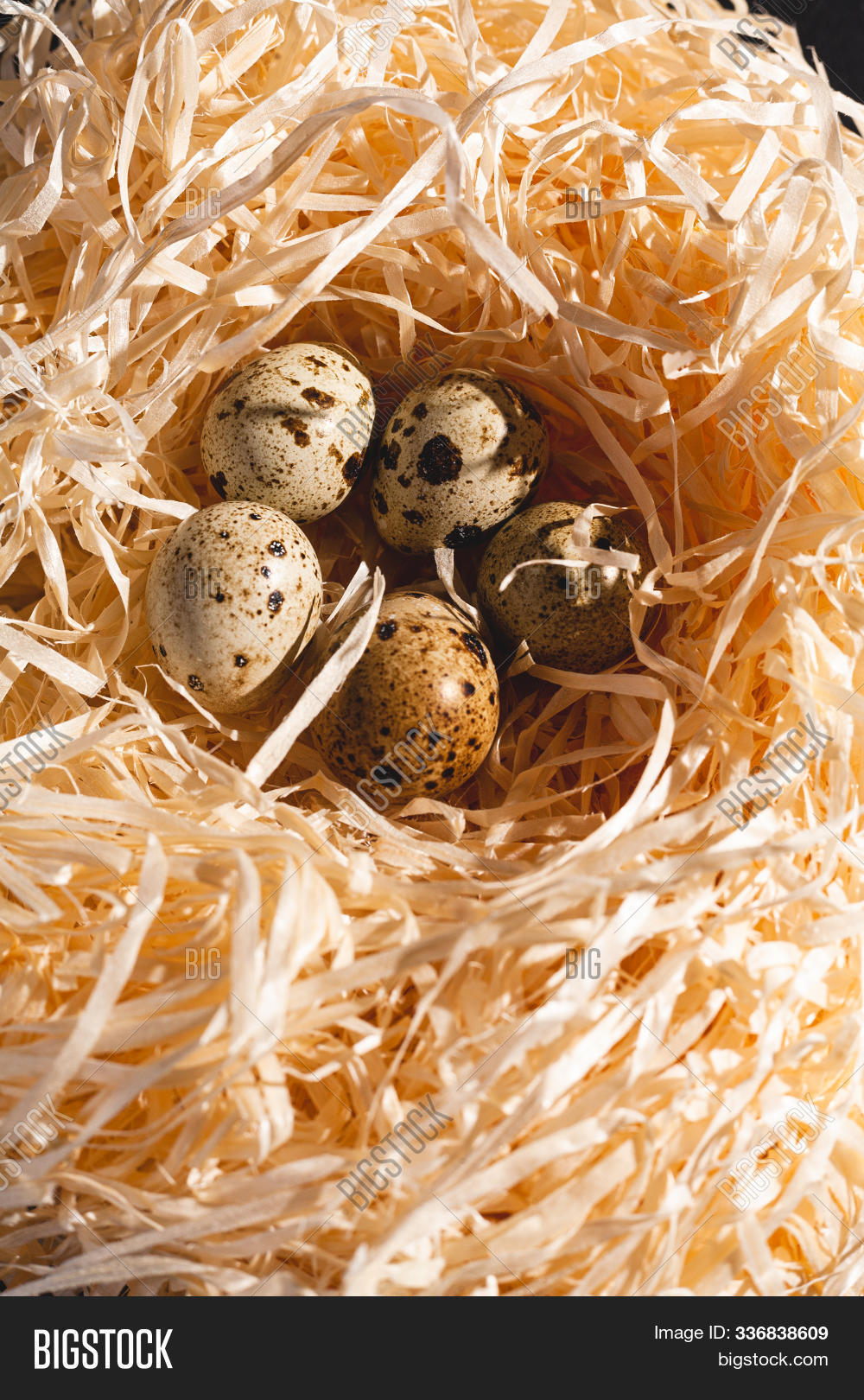Nest Group Quail Eggs Image & Photo (Free Trial) | Bigstock